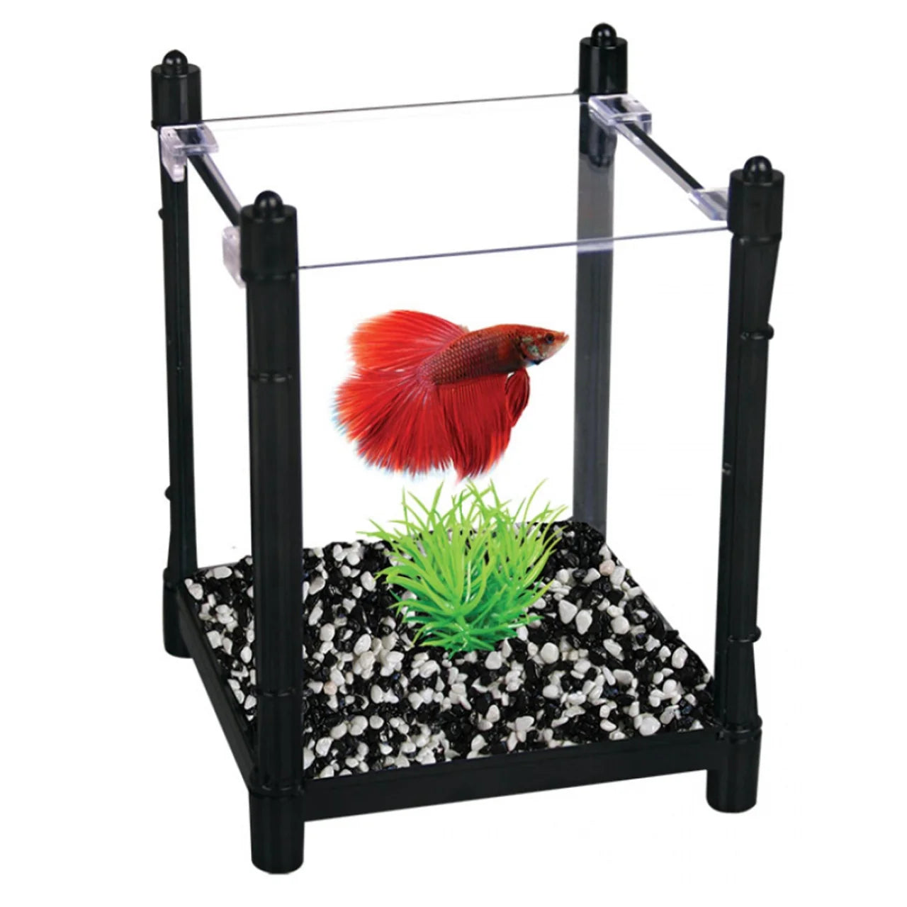 Betta Tank – Aquatic Vision Aquarium