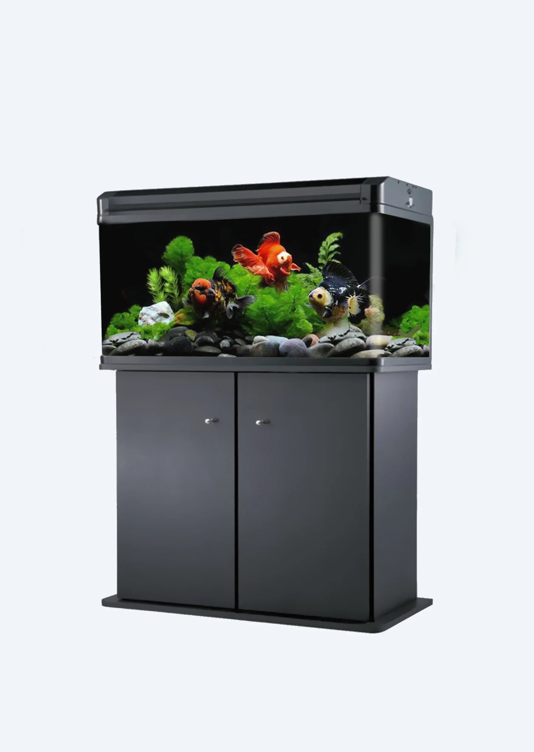 All-in-One Tank Setup – Aquatic Vision Aquarium