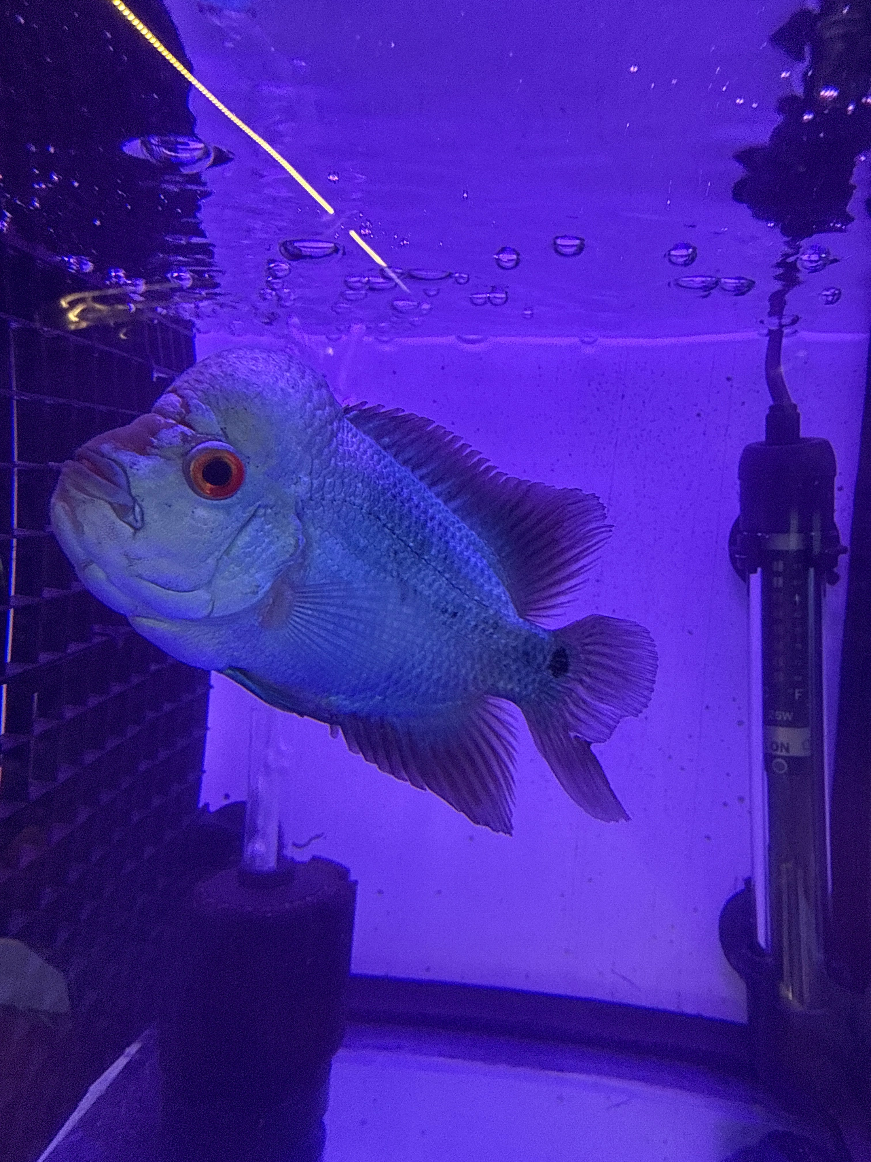 FLOWER HORN THAI SILK – Aquatic Vision Aquarium