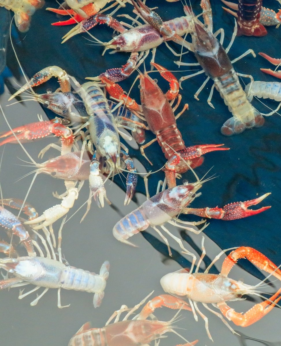 LOBSTER – Aquatic Vision Aquarium
