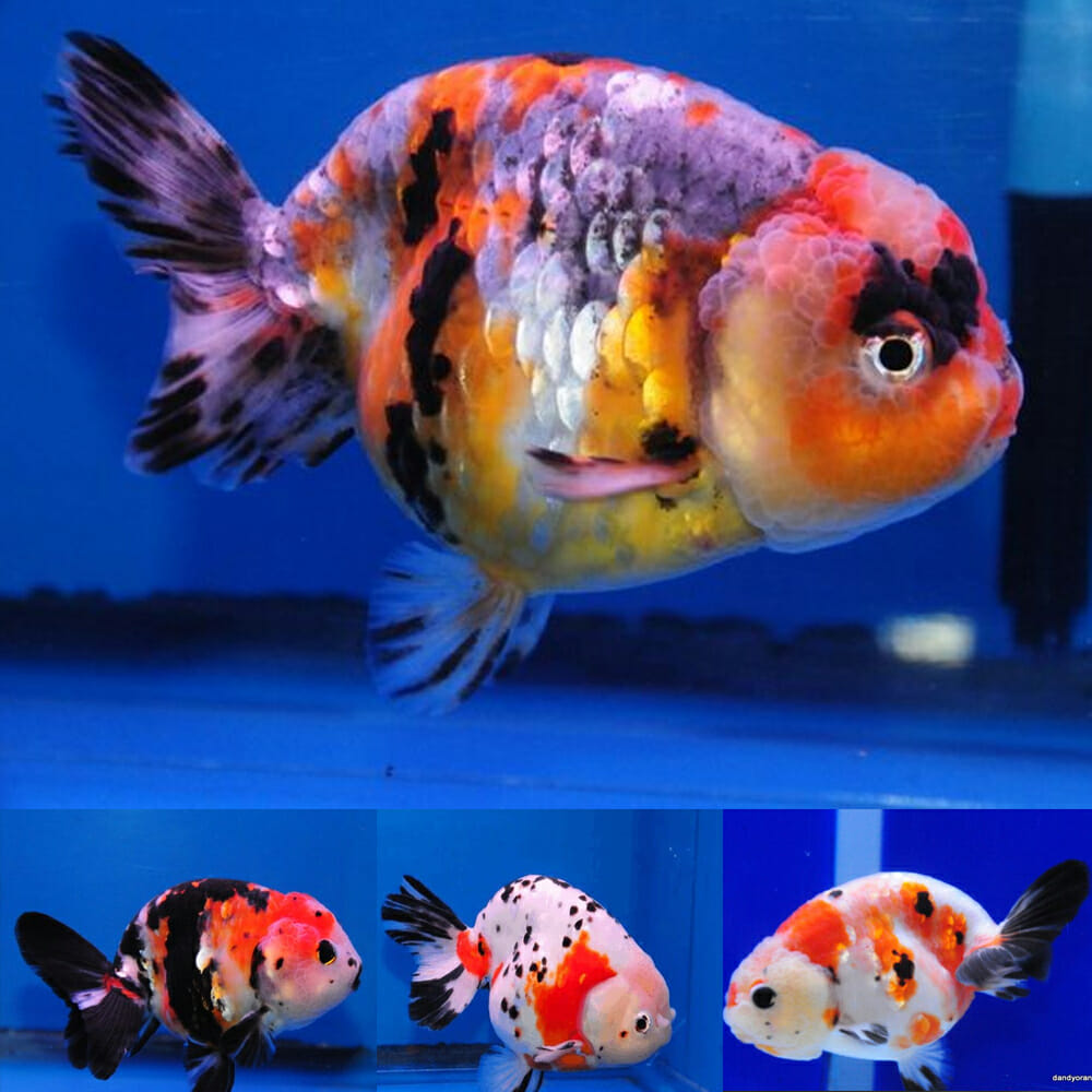 Goldfish – Aquatic Vision Aquarium