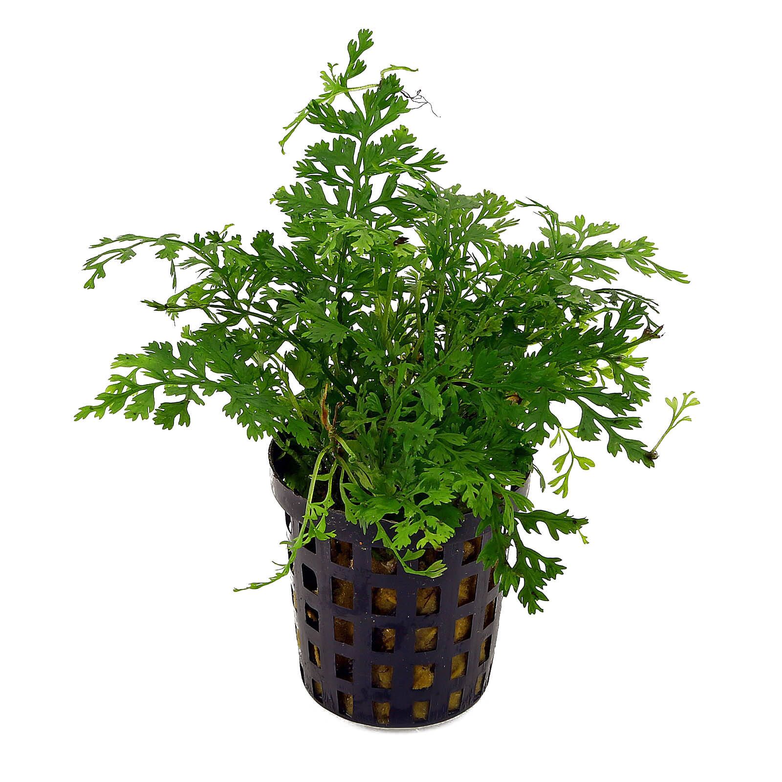 BOLBITIS HETEROCLITA 'DIFFORMIS' POT PLANT – Aquatic Vision Aquarium