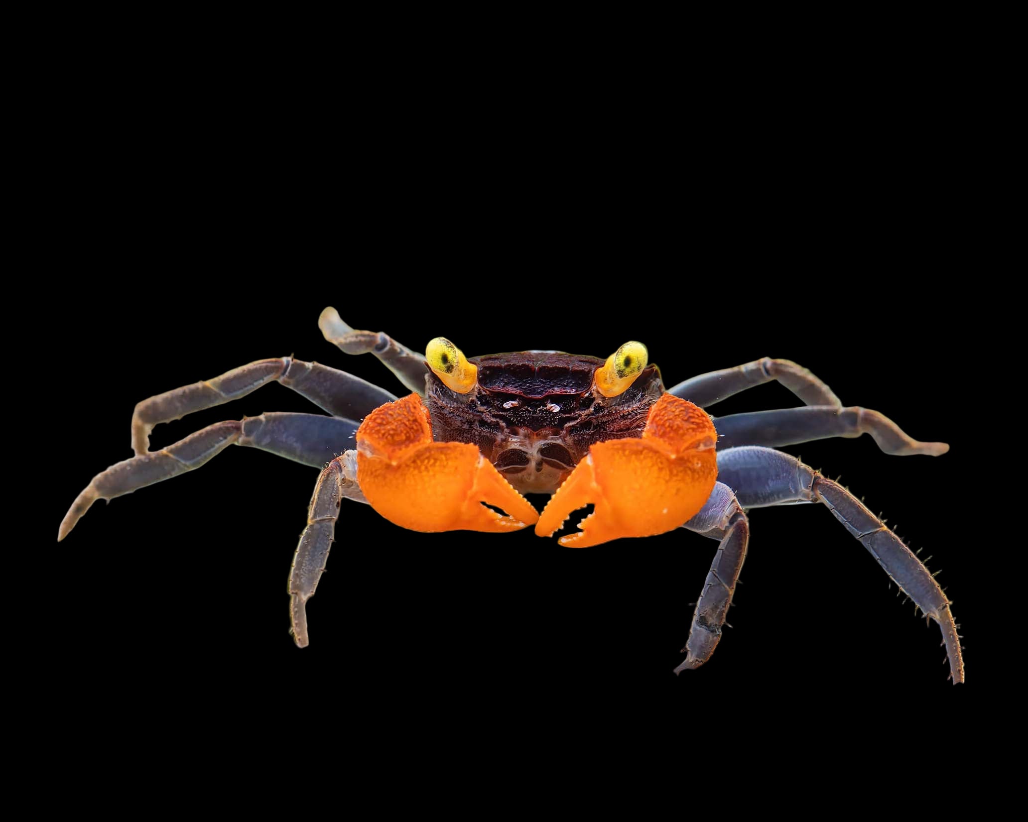 Vampire Crab – Aquatic Vision Aquarium