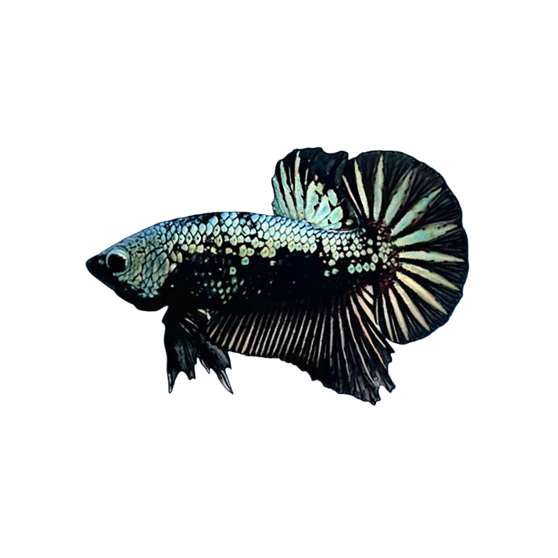 Black Samurai plakat Betta – Aquatic Vision Aquarium